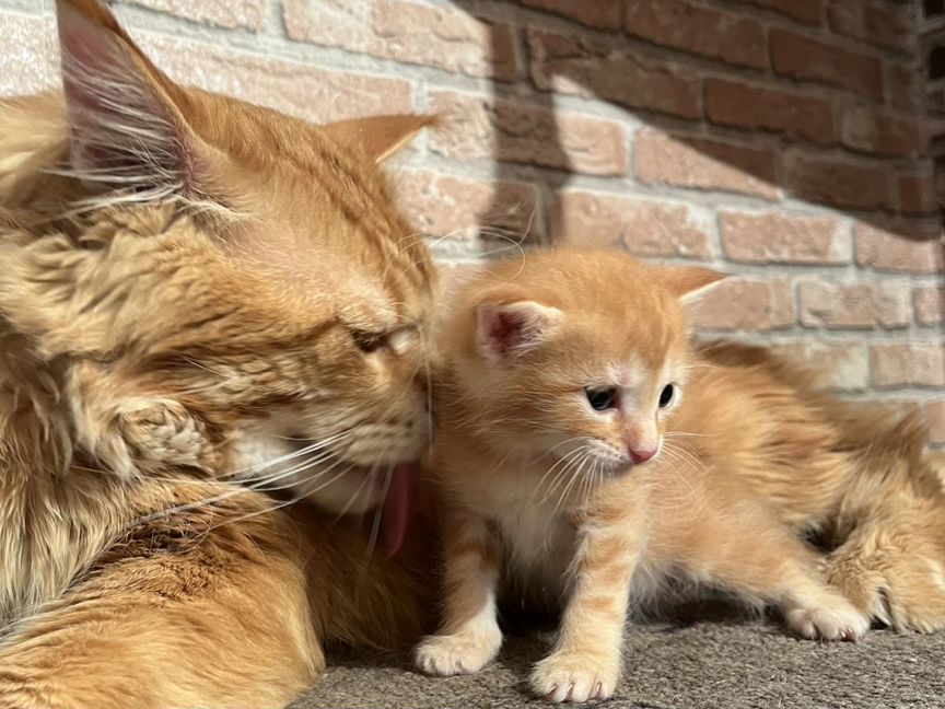 Котята-ребята помесь Мейн-кун