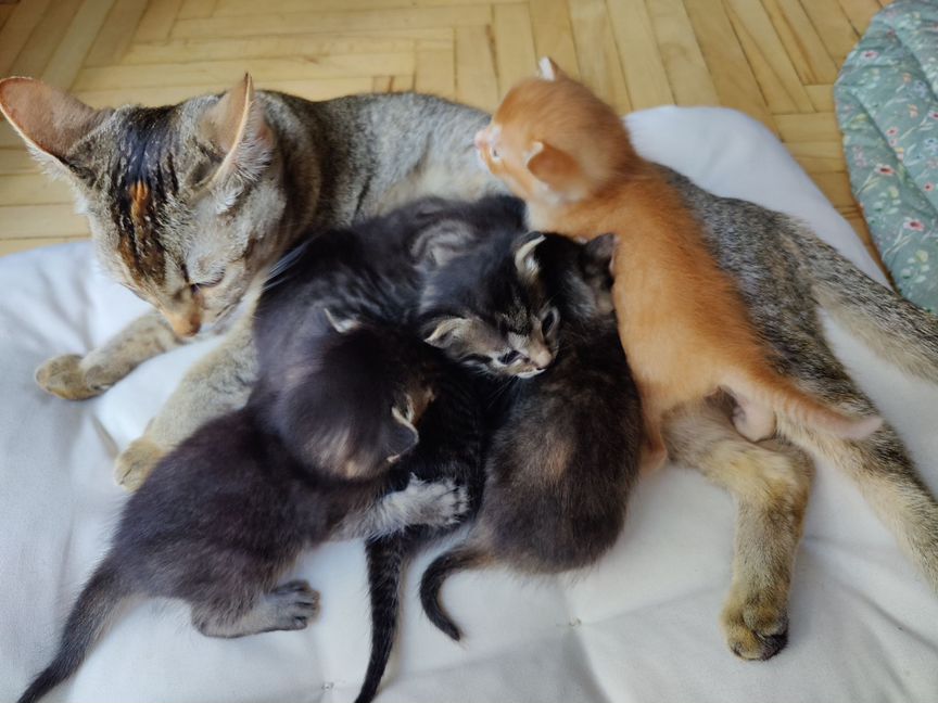 Котята от абиссинской кошки