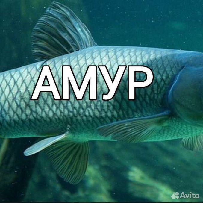 Живая рыба Белый амур