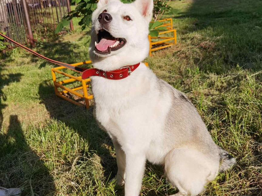 Умница Лекси