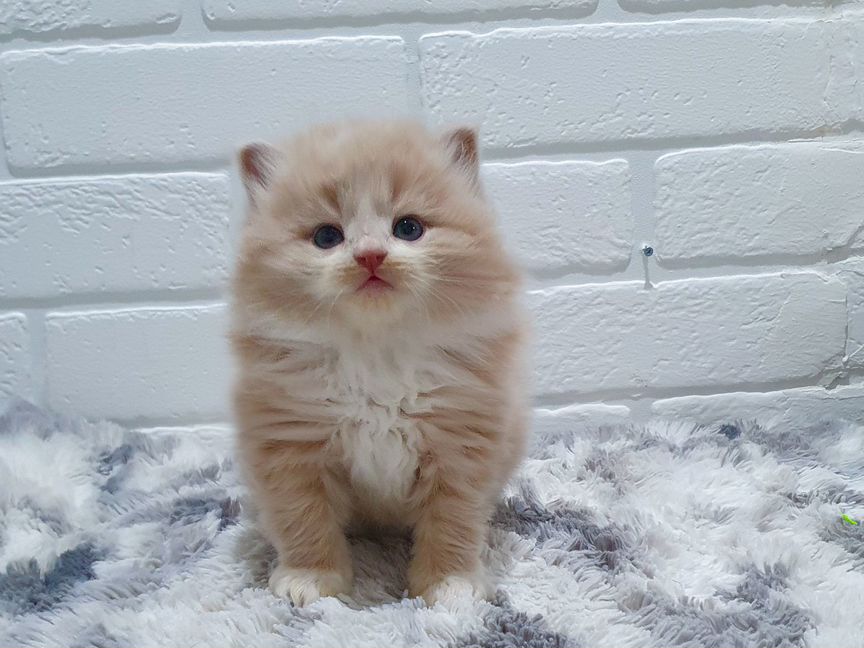 Сибирская малышка