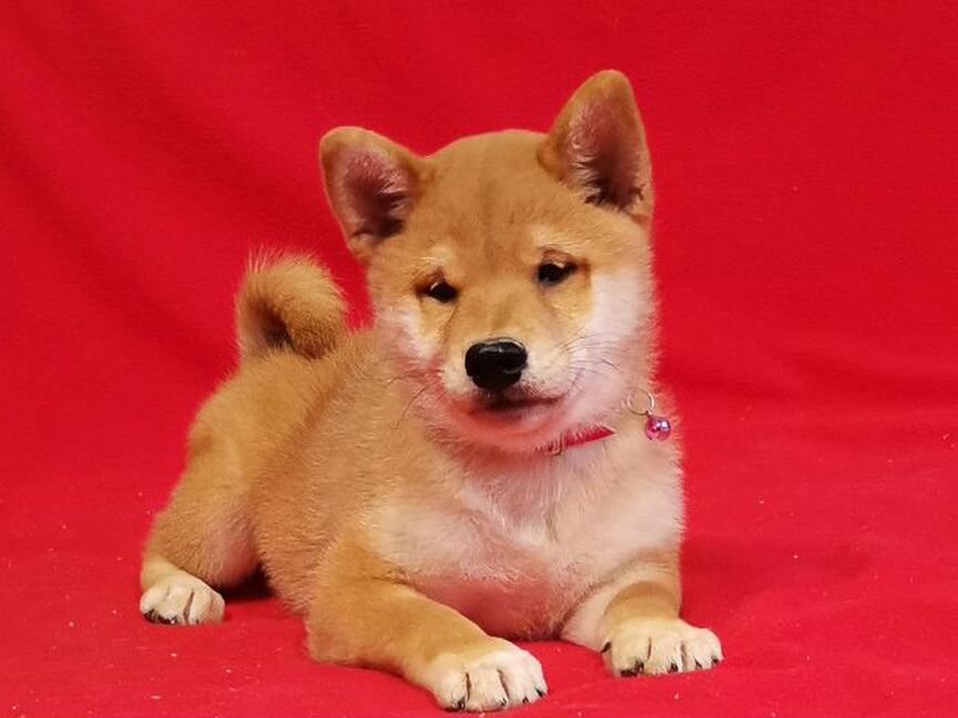 Белые и рыжие. Сиба ину