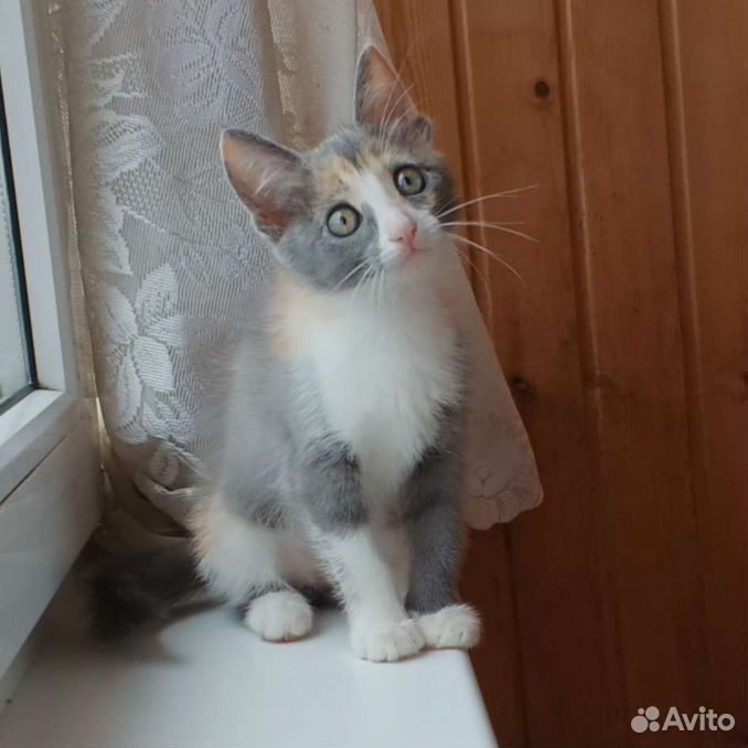 Трёхцветка Умка в добрые руки