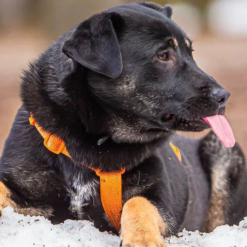 Ваш новый друг ждет вас