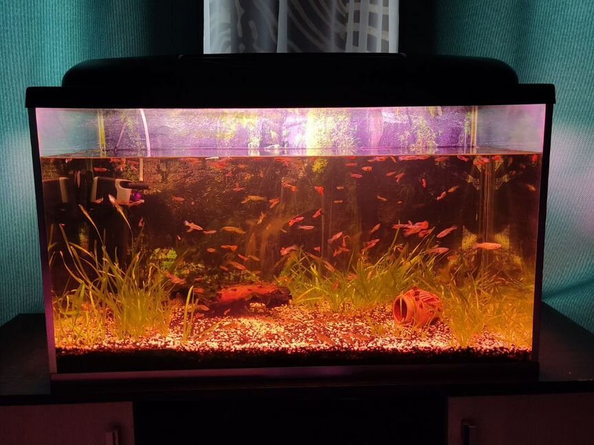 Аквариум с рыбками