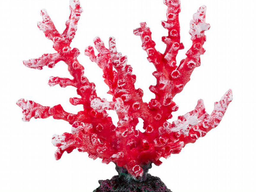 Коралл искусственный Монтипора, красный, 180*95*18