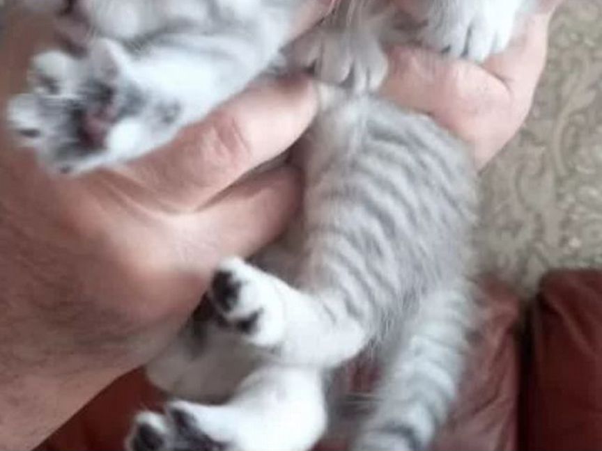 Шотландские котята