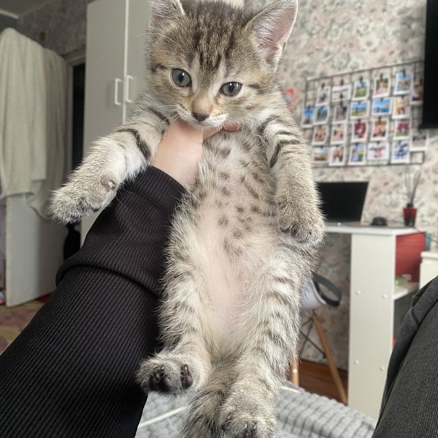 Отдам котенка в добрые руки девочка
