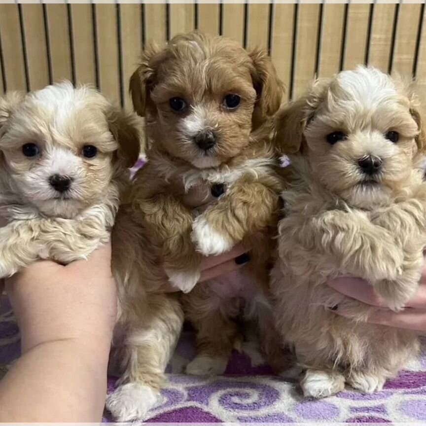 Мальтипу, щенок