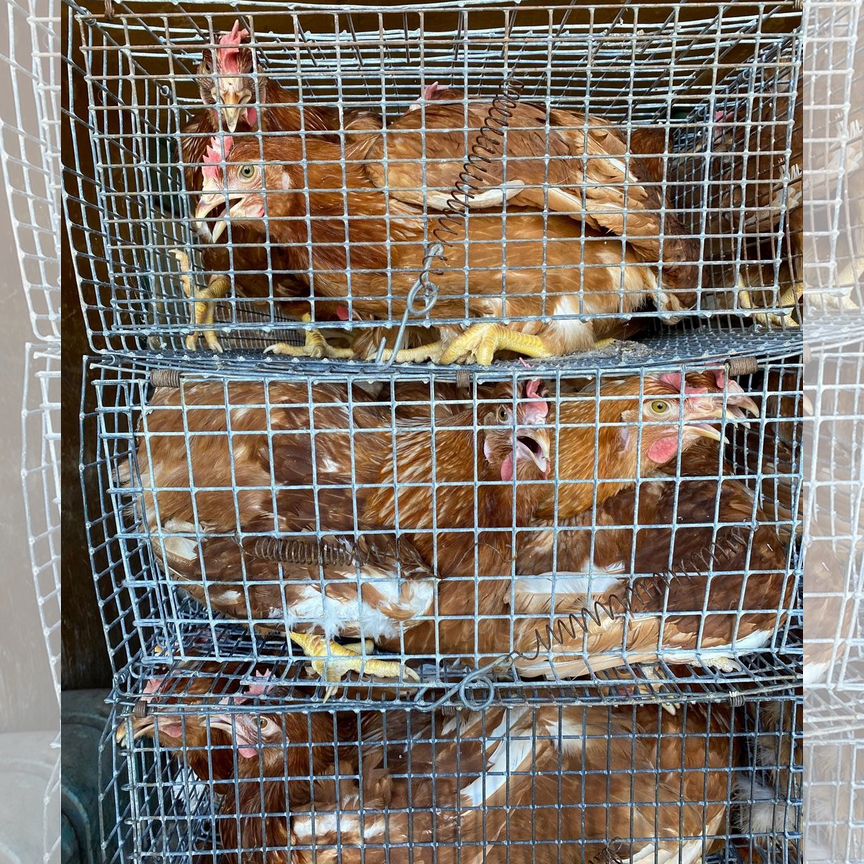 Несушка доставка молодка