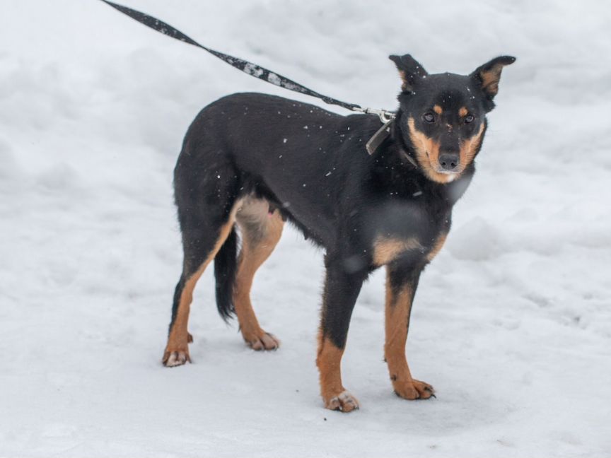 Малышка Дудочка 35 см. в холке в добрые руки