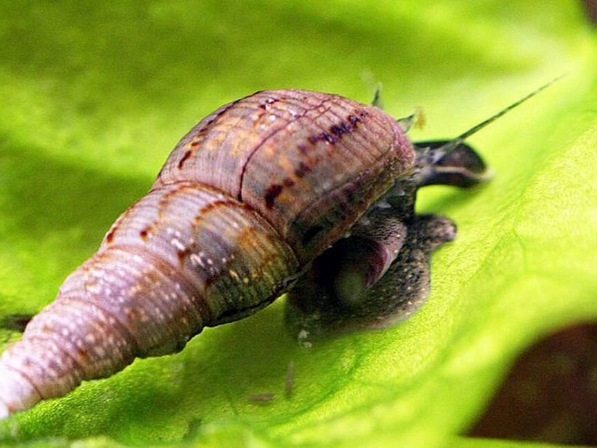 Улитки мелании