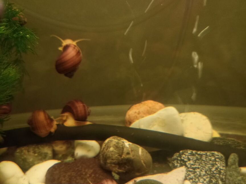 Ампулярии цветные