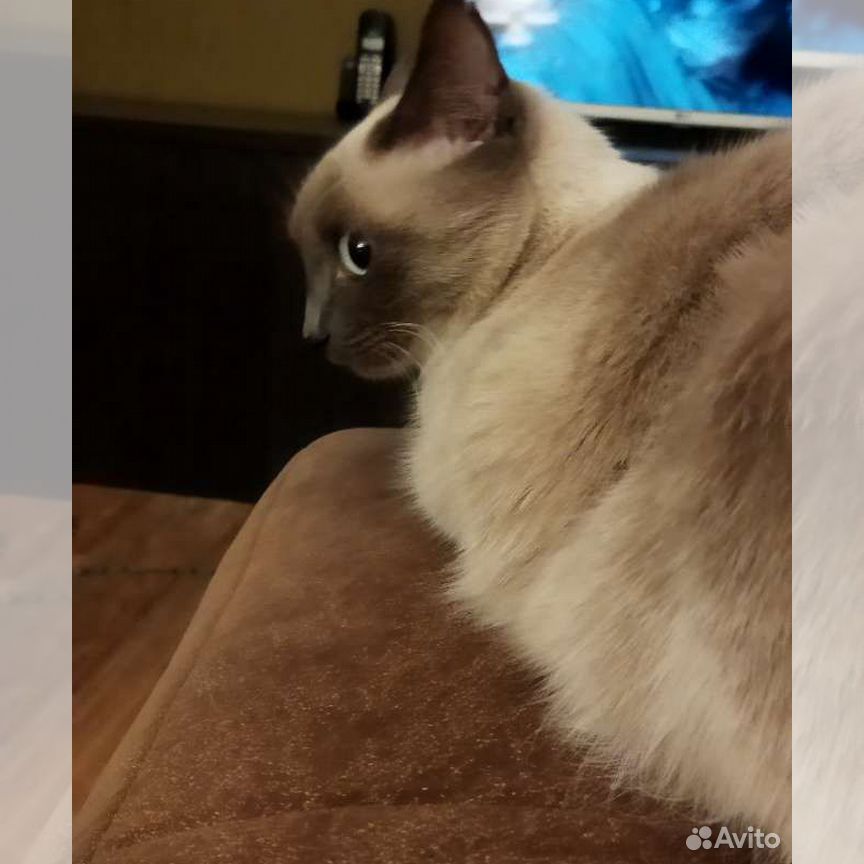 Сиамские кошки бесплатно
