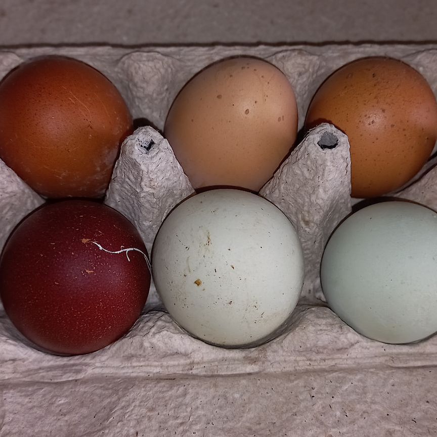 Яйца на инкубацию