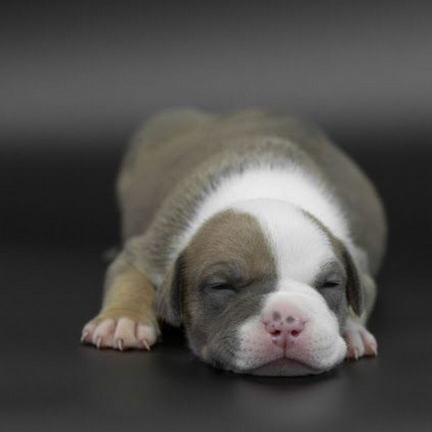 Американский булли, щенок