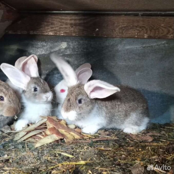 Кролики великаны