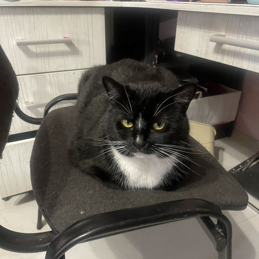 Кошка