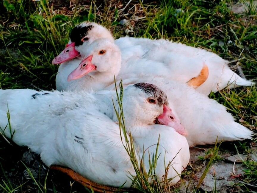 Индоутки два месяца