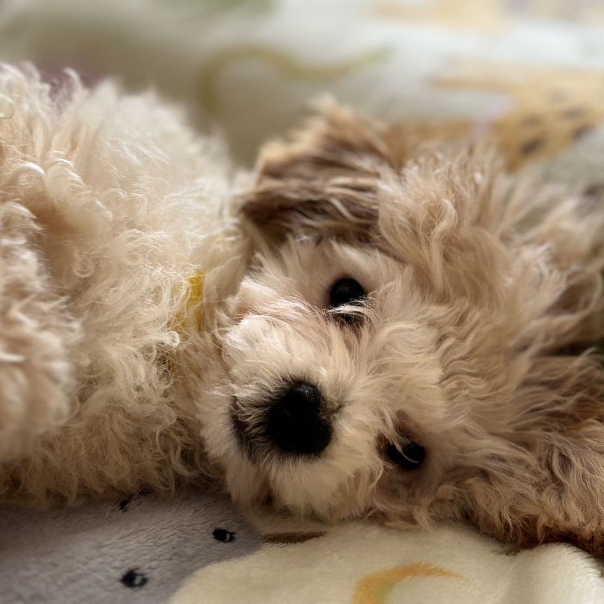 Мальчишка мальтипу