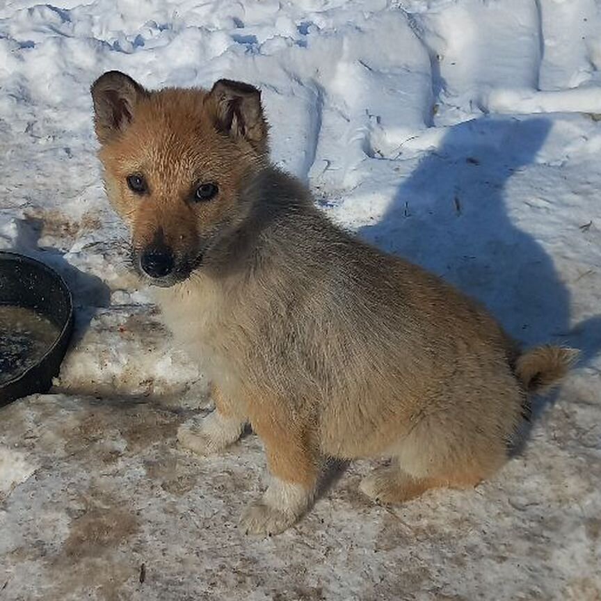 Продам щенков лайки