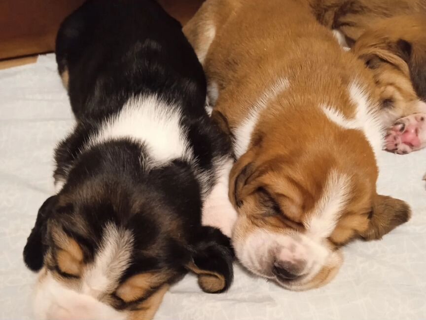 Щенки бассет-хаунд разные окрасы