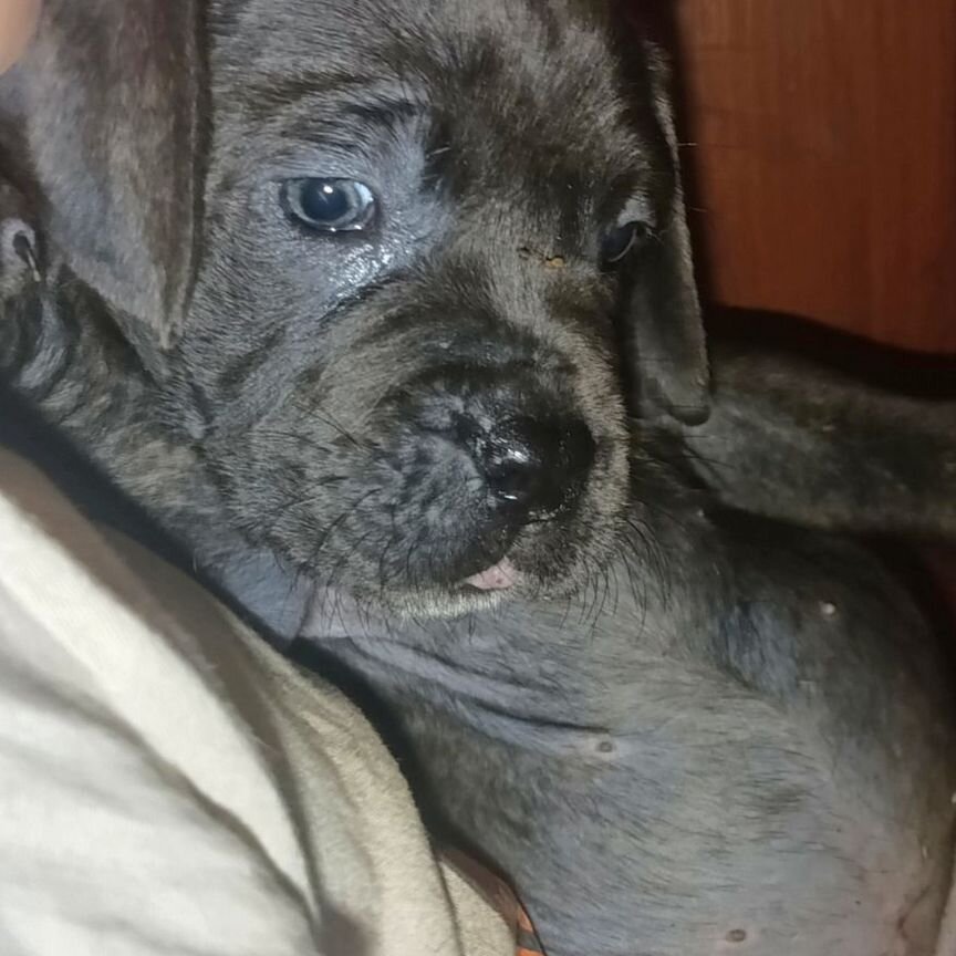 Кане корсо красавчик мальчонка