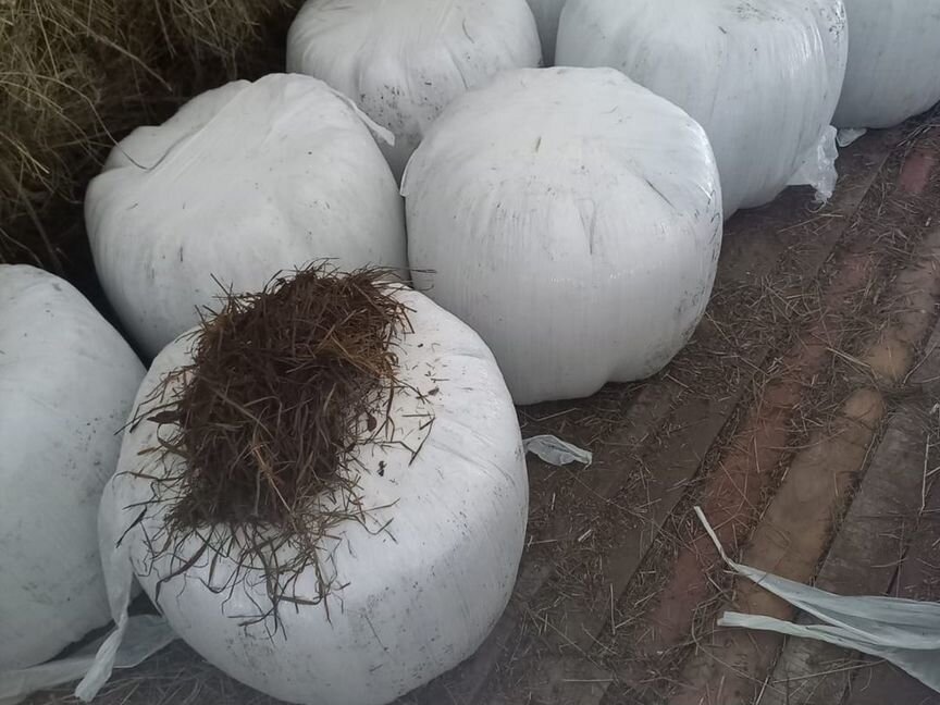 Сенаж в тюках