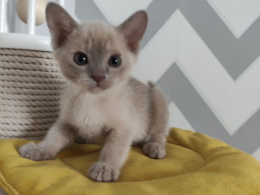 Котята европейской бурмы