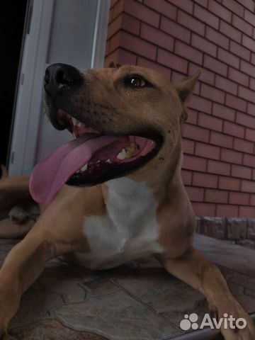 Стаффордширский терьер щенок