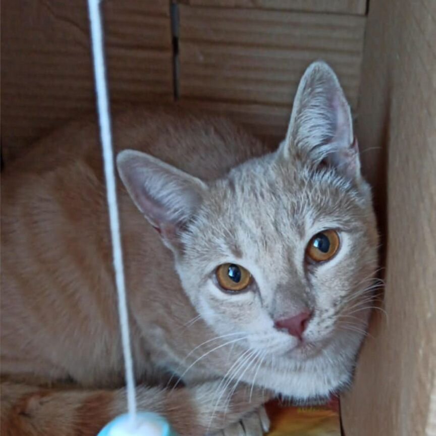 Котик Ричи в поисках дома