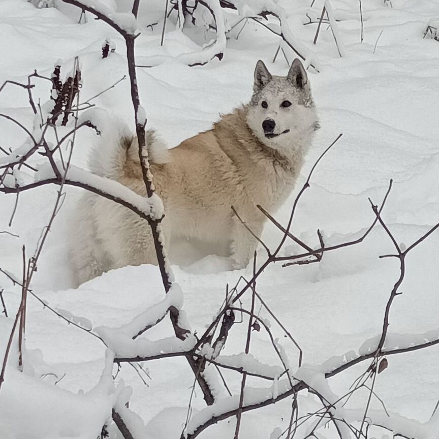 Лайка, взрослый пёс