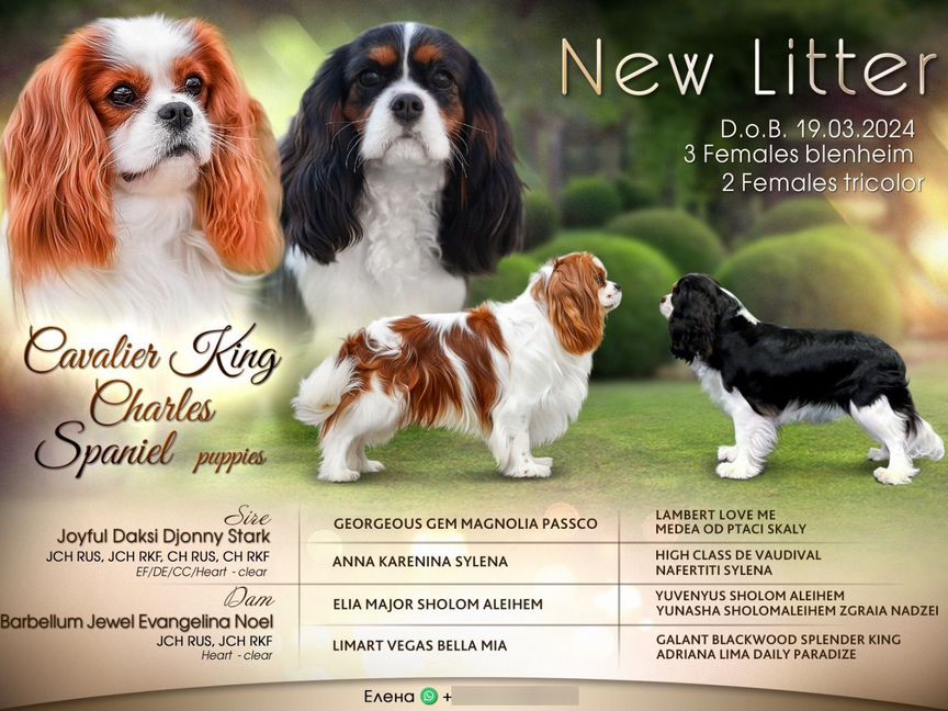 Ковалер кинг чарльз спаниель