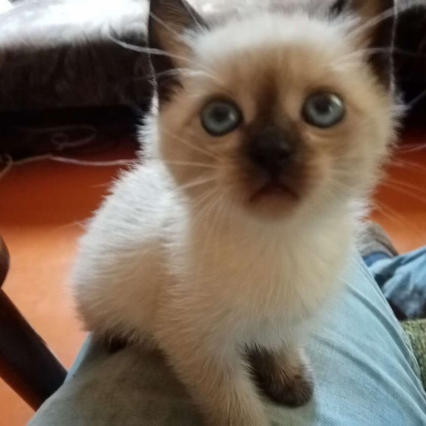 Котята в дар бесплатно Разные