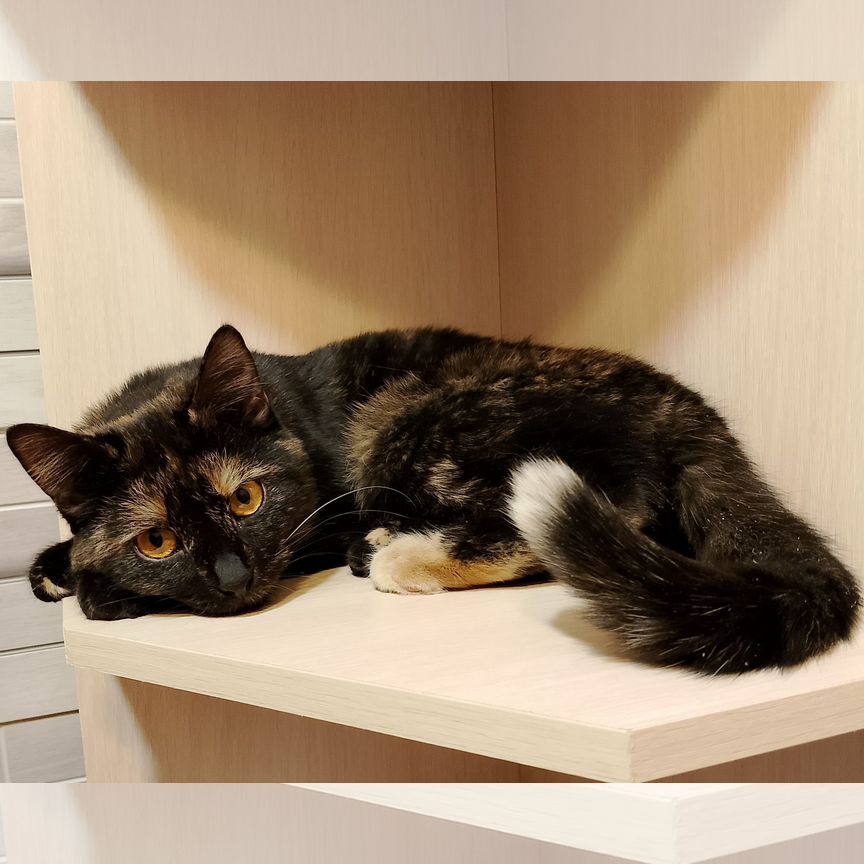 Плюшевая кошечка без дома