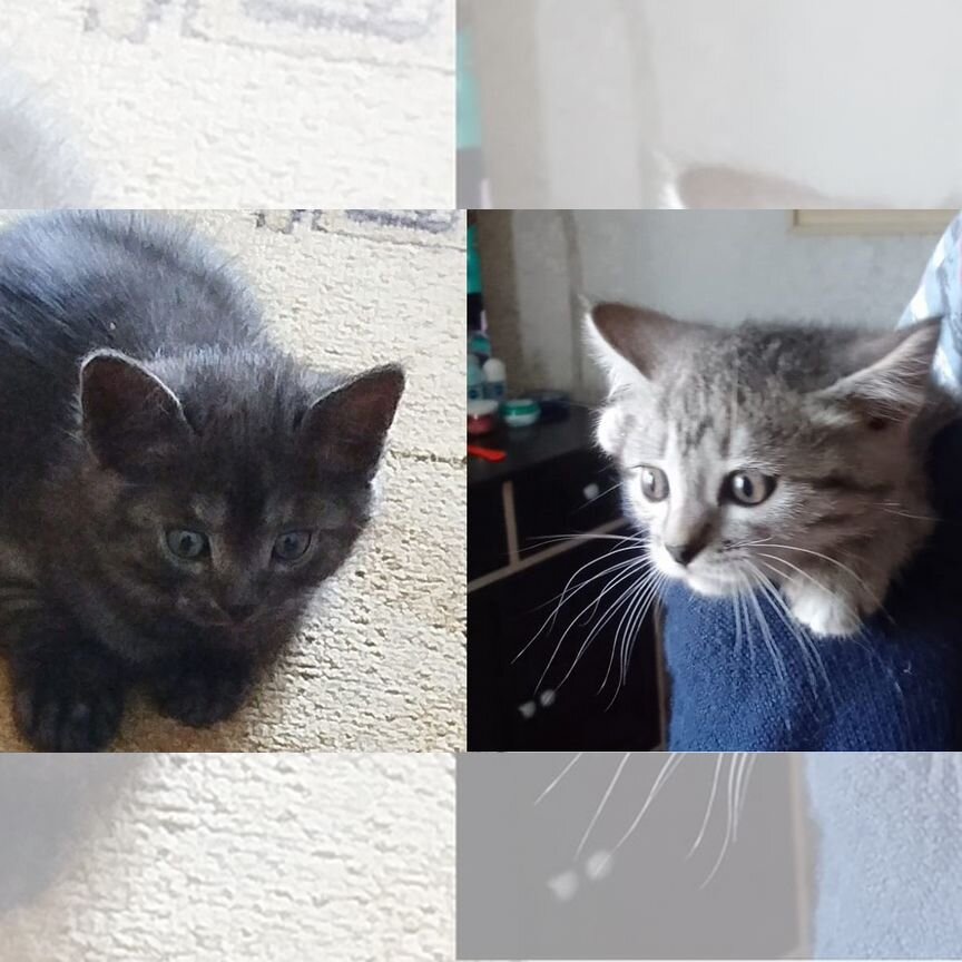 Котята девочки