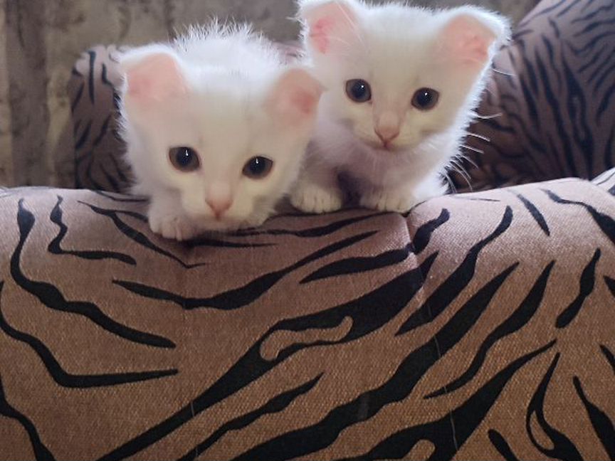 Помесь британца и као-мани