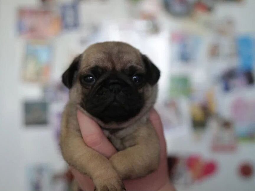 Щенки Мопса