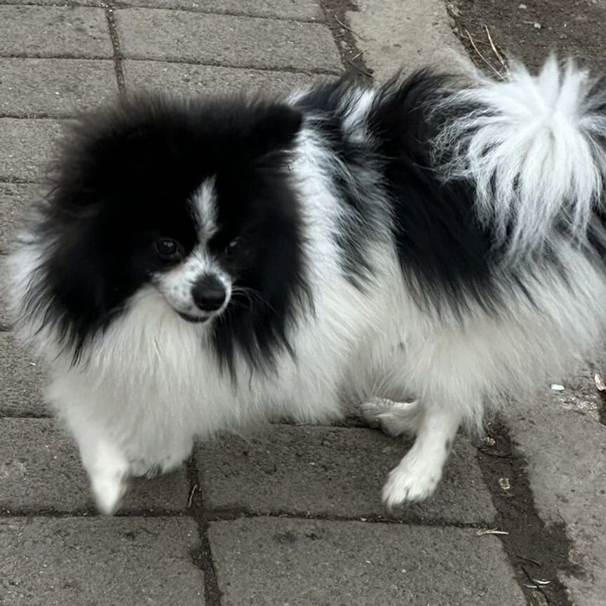 Немецкий шпиц, щенок