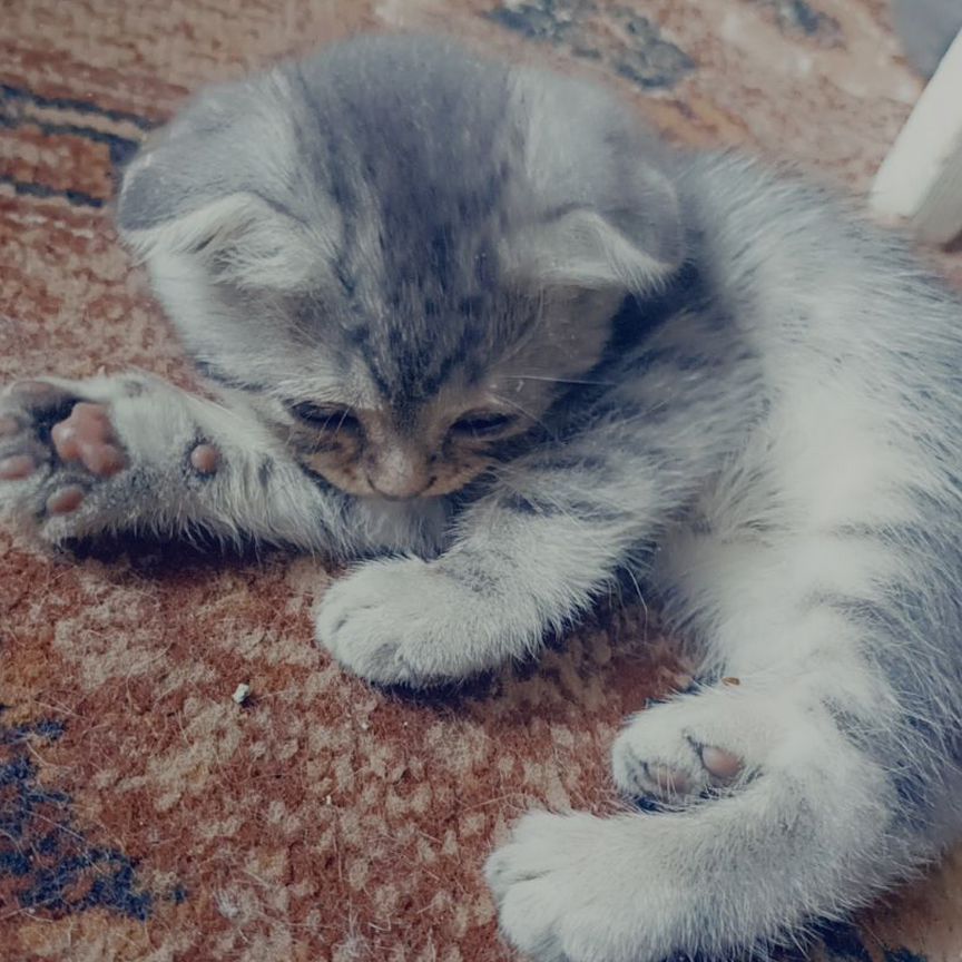 Шотландский вислоухий короткошёрстный котёнок