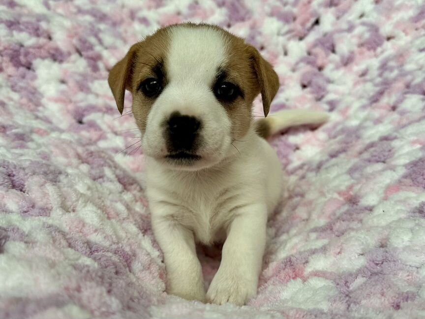 Красавчик джек