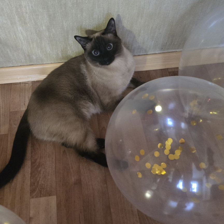 Сиамская кошка, вязка