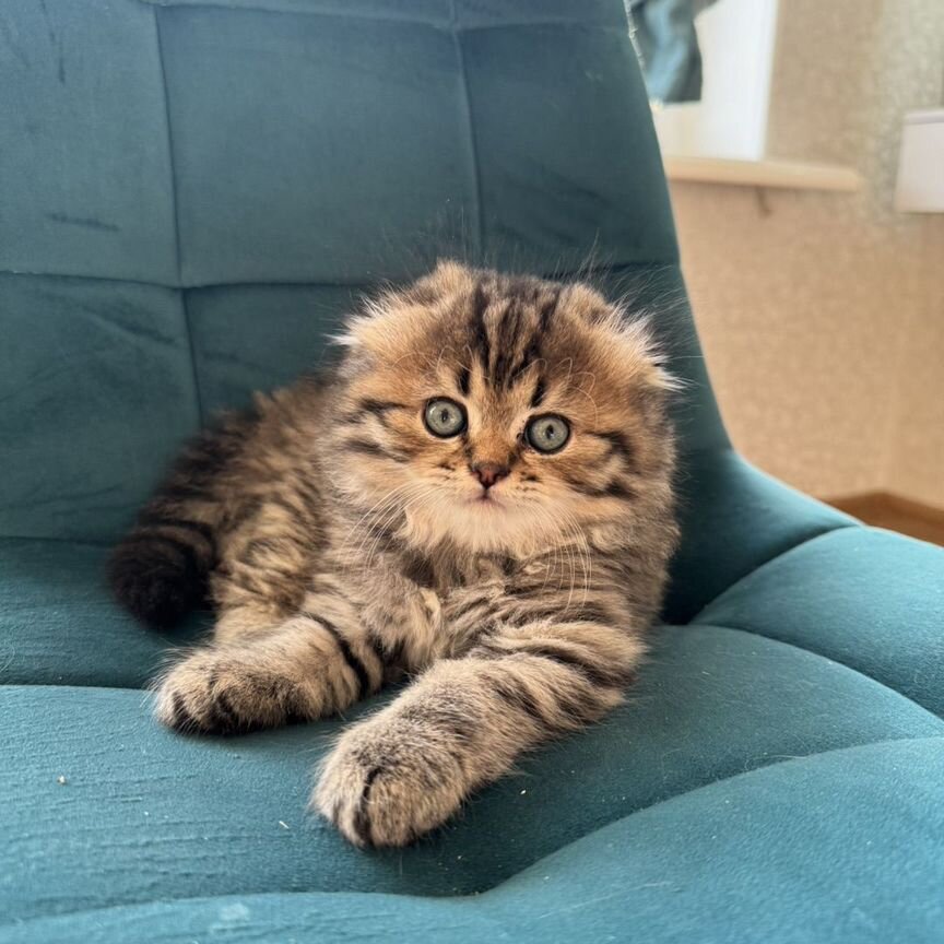 Шотландский вислоухий кот