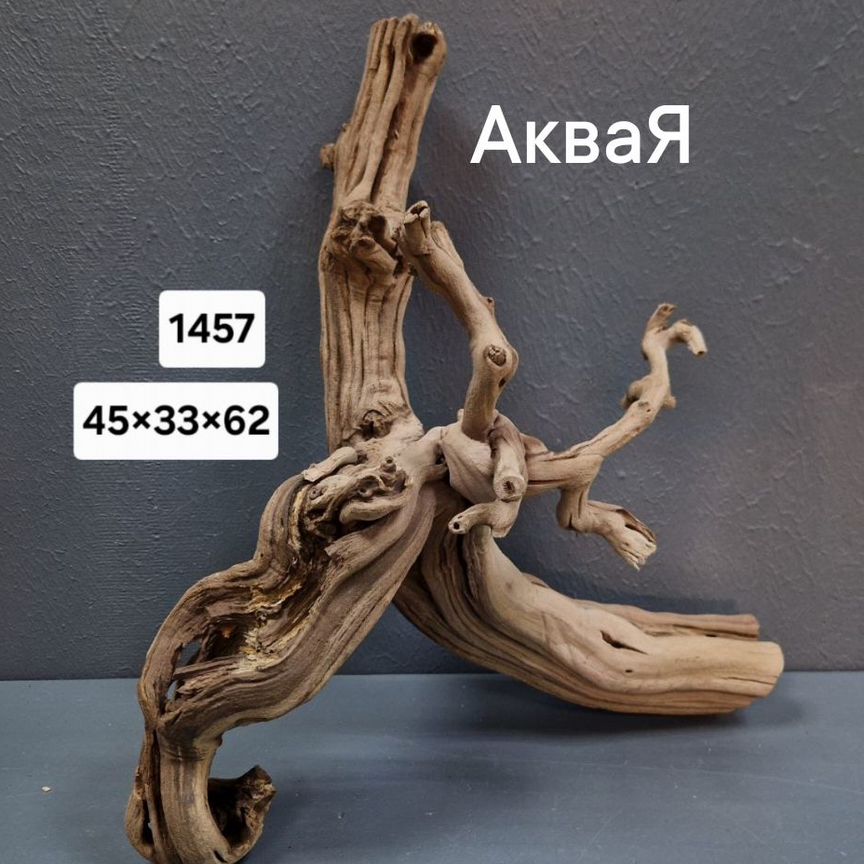 Коряги лоза