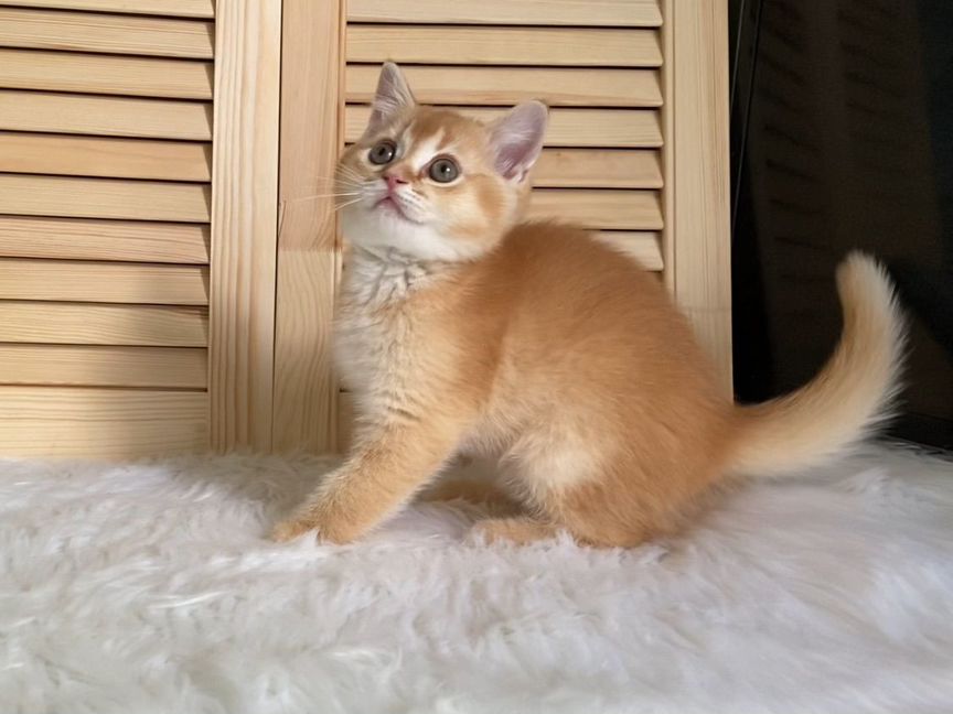 Британский котенок золотой окрас шиншилла