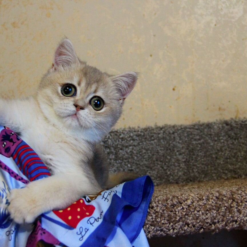 Кошечка голубая золотая