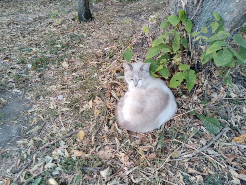 Кастрированный кот Дымок