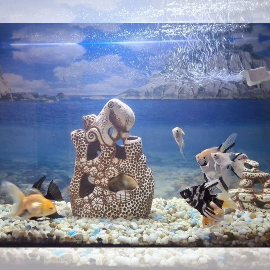 Аквариум с рыбками