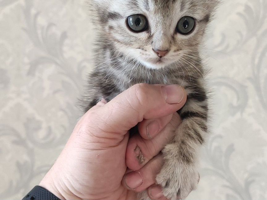 Шотландский котёнок