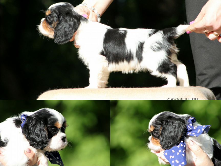 Кавалер кинг чарльз спаниель триколор